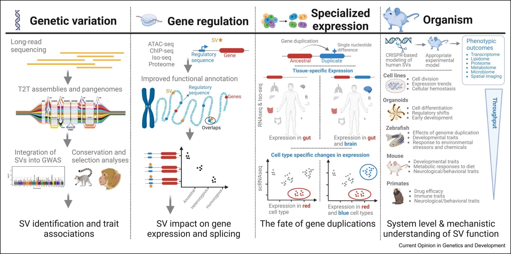 Deciphering the role of structural variation in human evolution: a ...