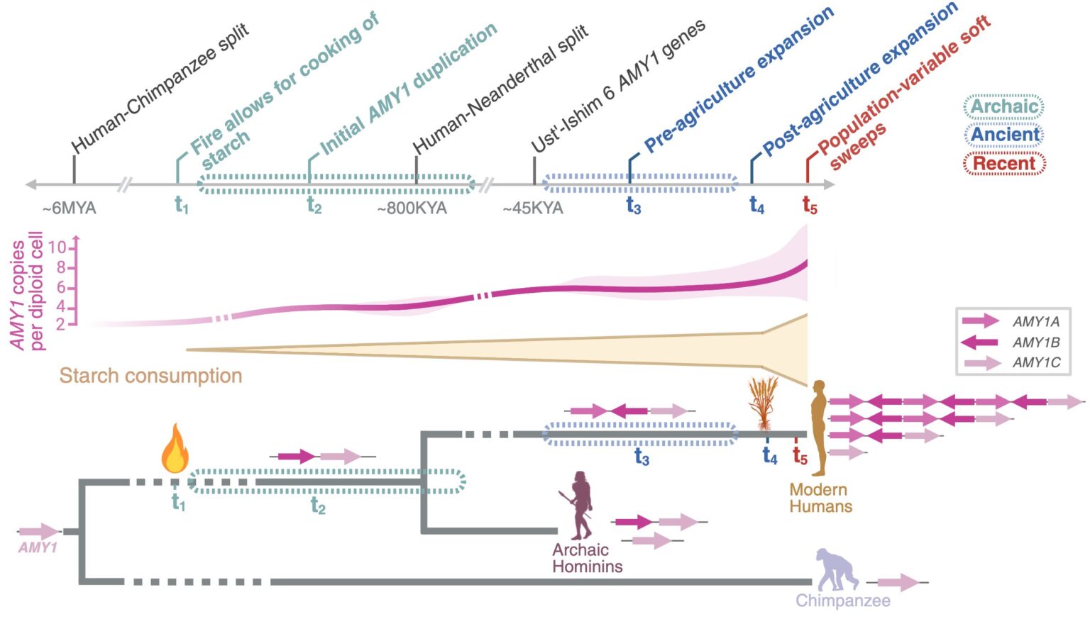 Reconstruction of the human amylase locus reveals ancient duplications ...